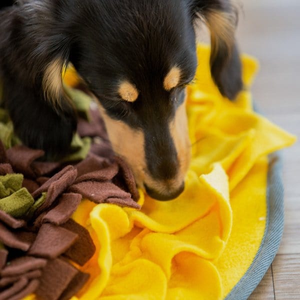 Injoya Sunflower Snuffle Mat for Dogs & Cats